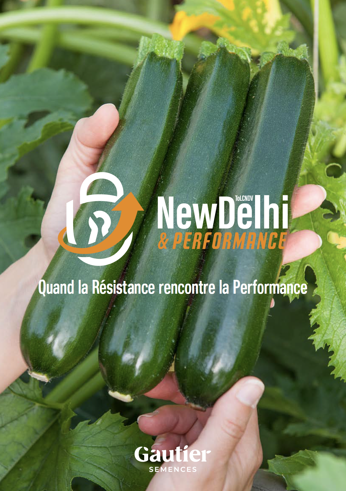Courgette, virus New Delhi | Gautier Semences